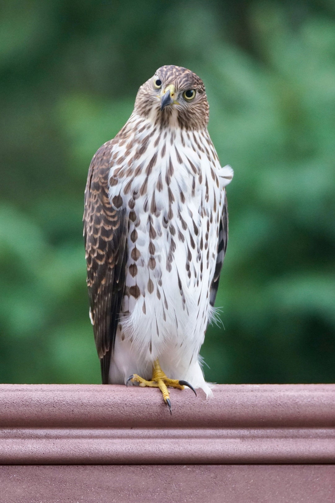 Curious Hawk Digital File - Etsy