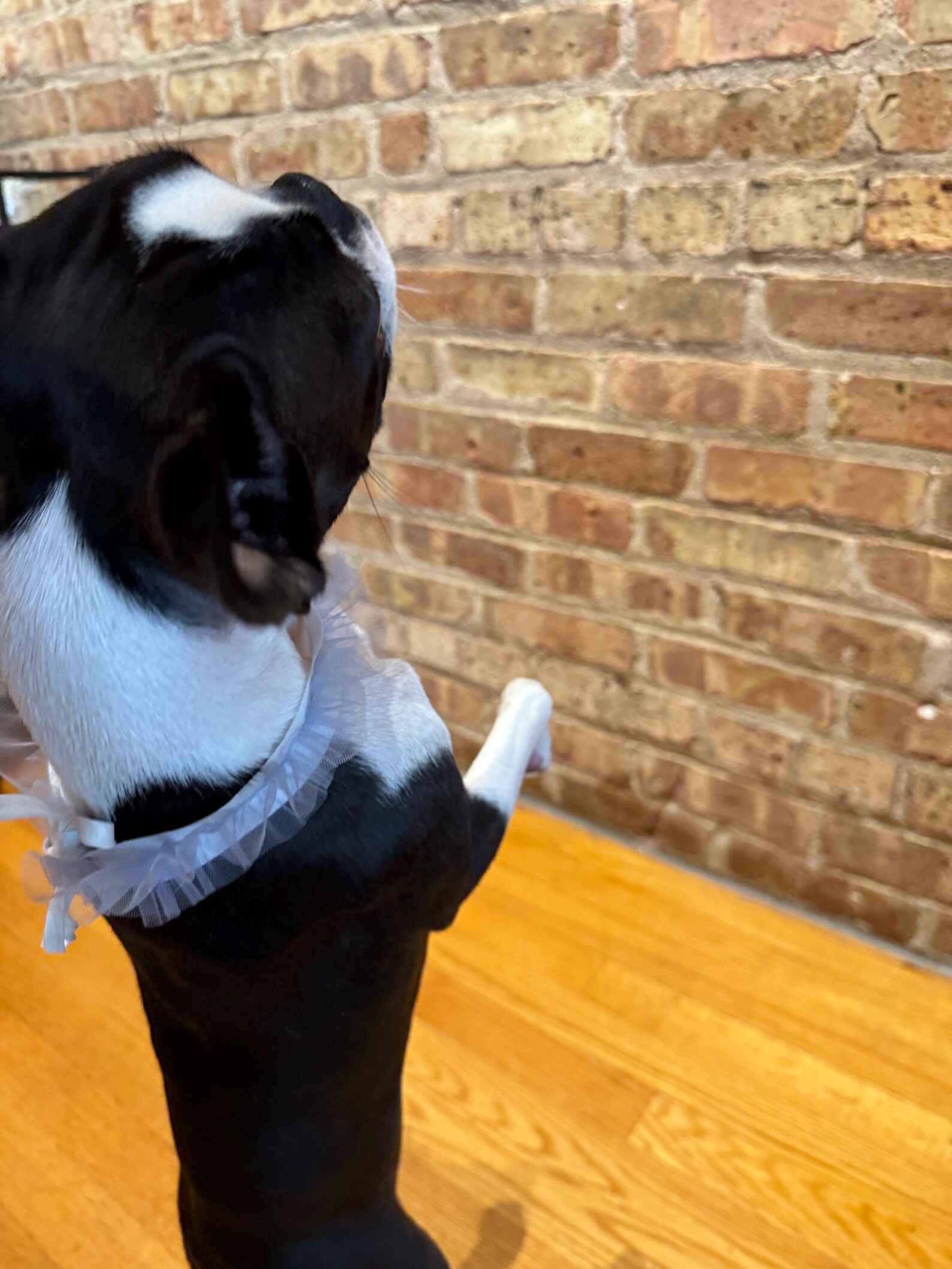 Dog Bib/ Birthday, Holidays, Special Occasion Accessories - Etsy