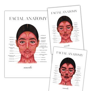 Facial Anatomy Poster | Muscles in the Face | Aesthetics Practitioner ...