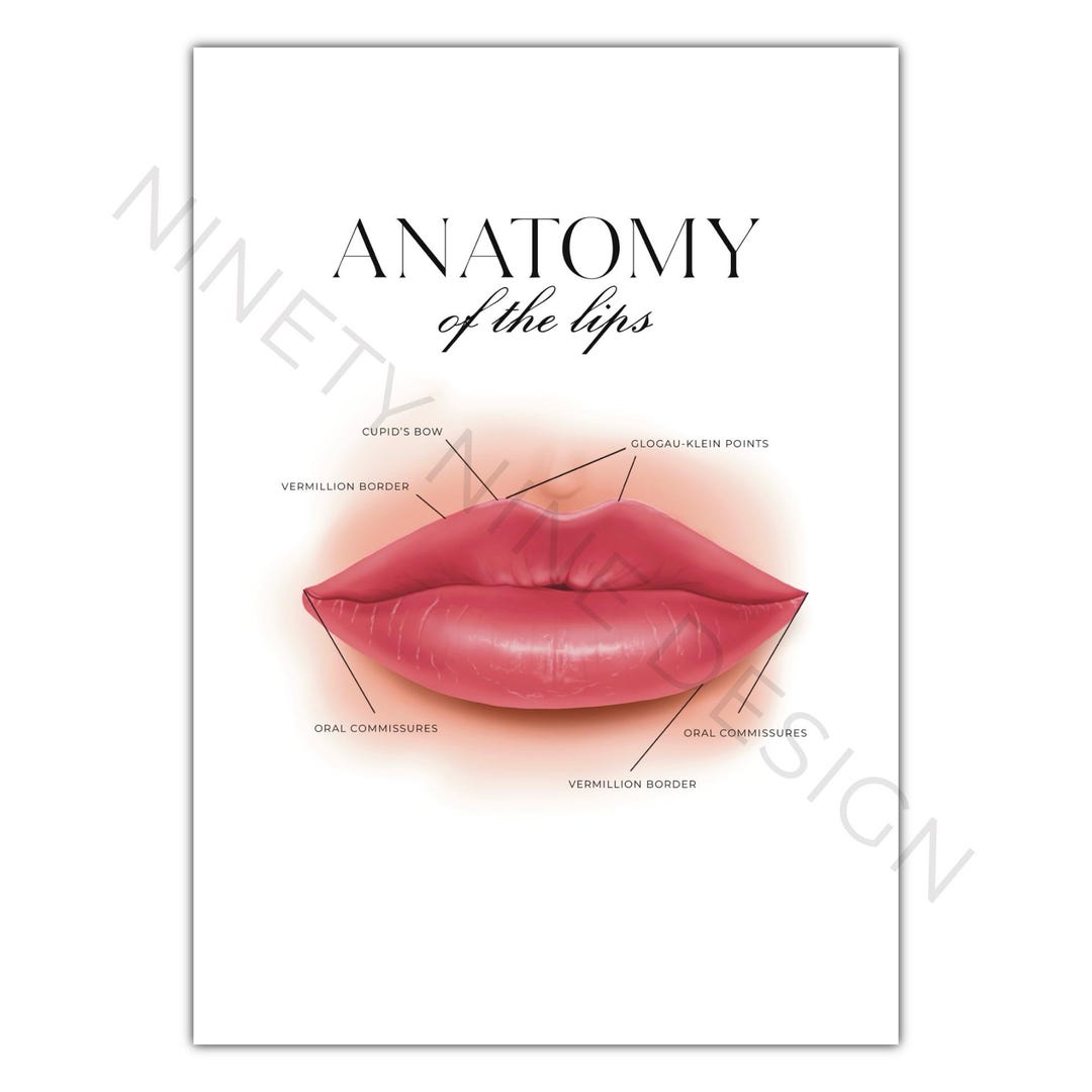Lip Anatomy Poster | Lip Injections | Lip Wall Decor | Aesthetics ...