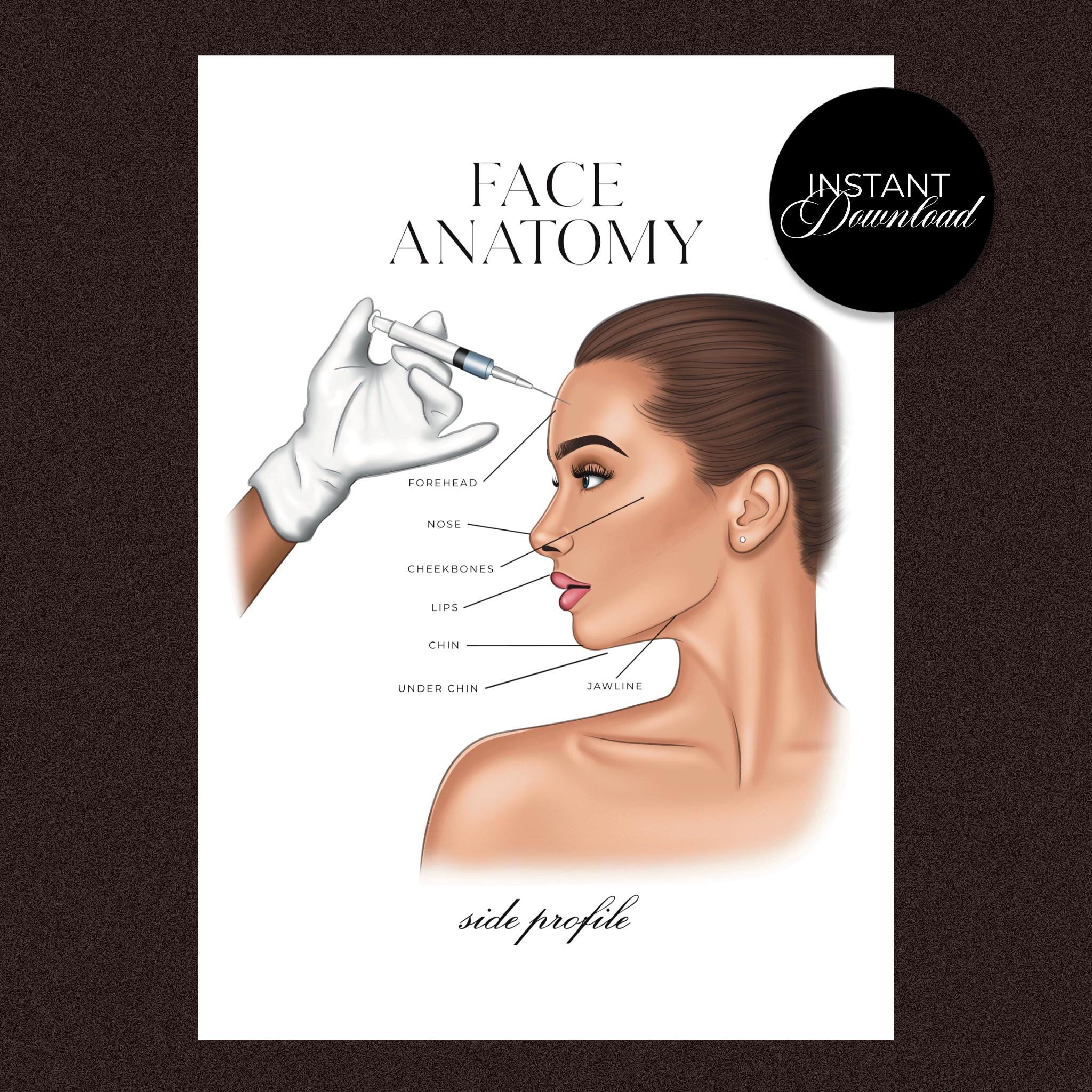 Side Profile Facial Anatomy Poster Places to Inject Syringe in the Face ...
