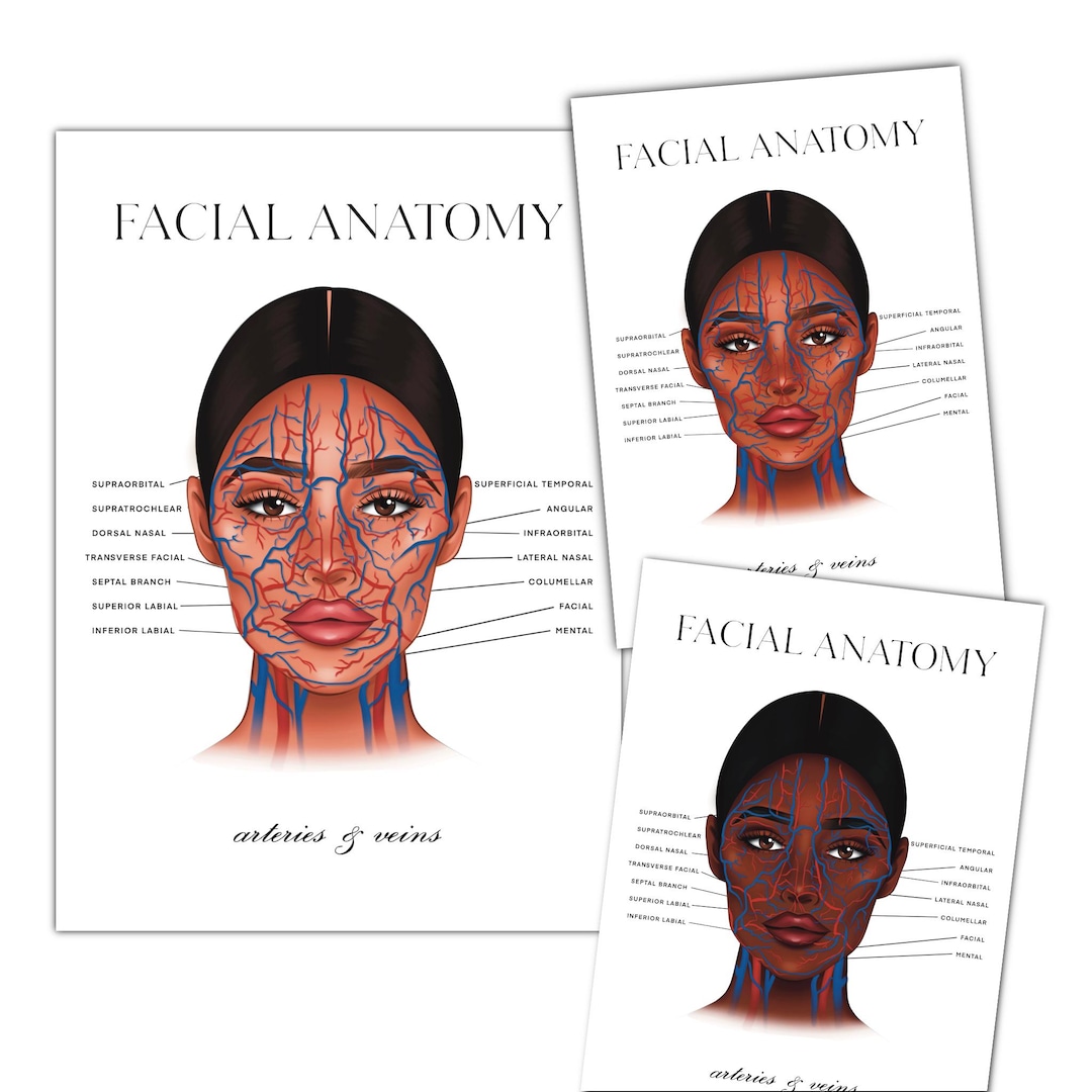 Facial Anatomy Poster | Veins/arteries in the Face | Aesthetics ...