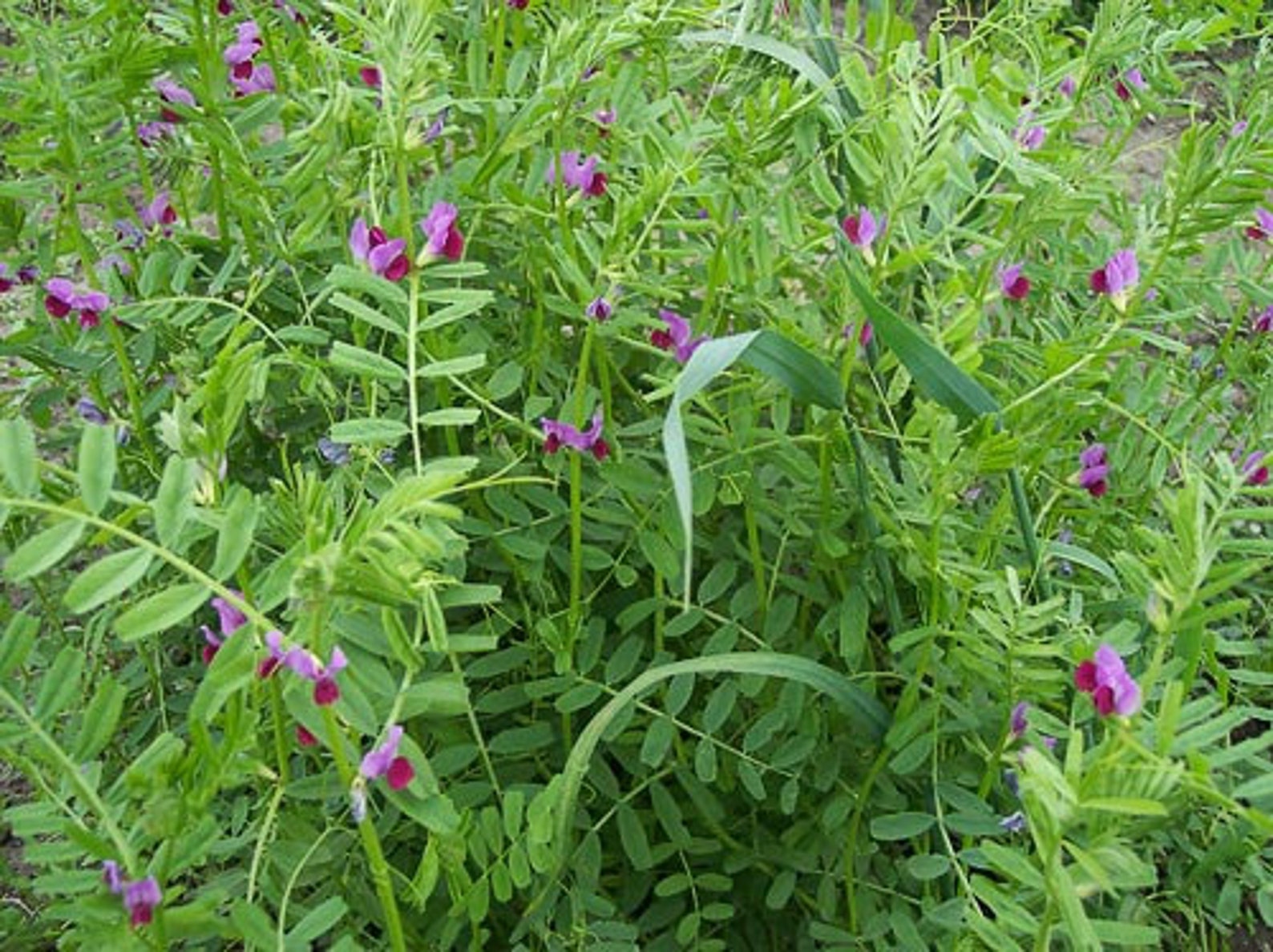 10pcs Vicia Sativa Seeds | Etsy