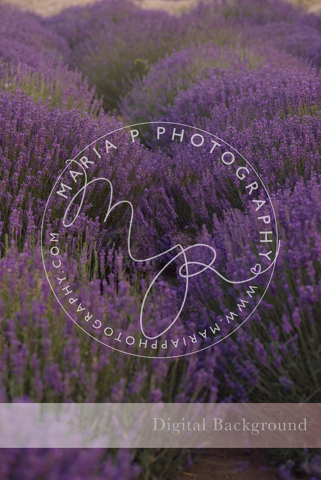 Digital Background - Lavender Field - Etsy