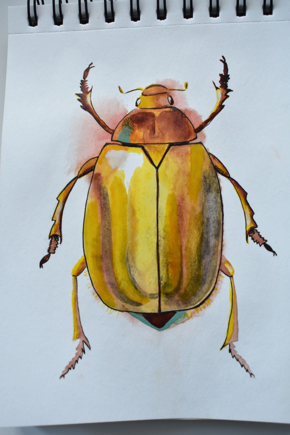 Käfer Zeichnung Käfer Zeichnung Aquarell Zeichnung Aquarell | Etsy