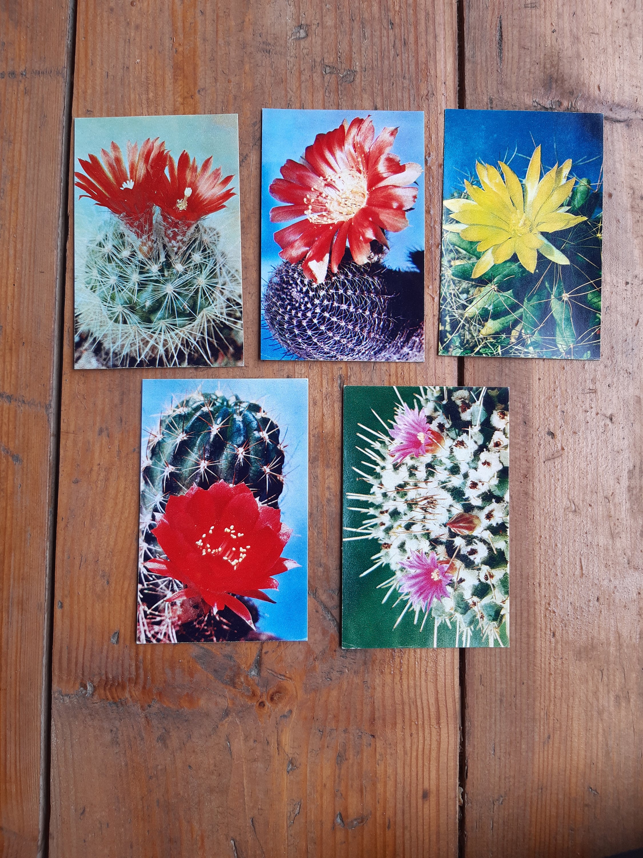 Vintage 15 Cactus Cards Set, Blooming Cacti Plants Cards, Vintage ...