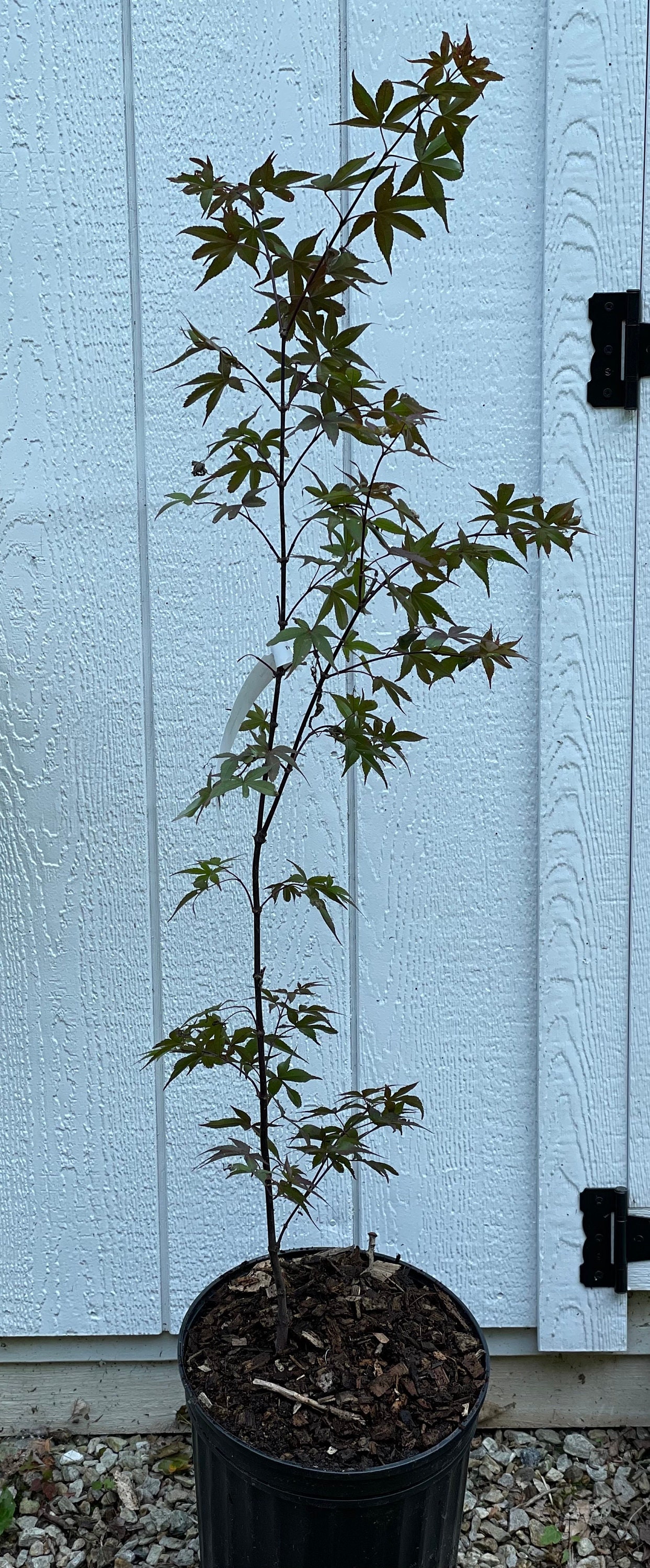 Japanese Maple Twombly's Red Sentinel Grafted | Etsy
