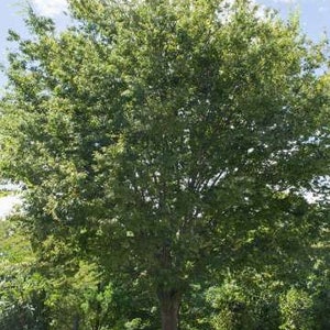 Japanese Zelkova ' Village Green ' Grafted - Etsy
