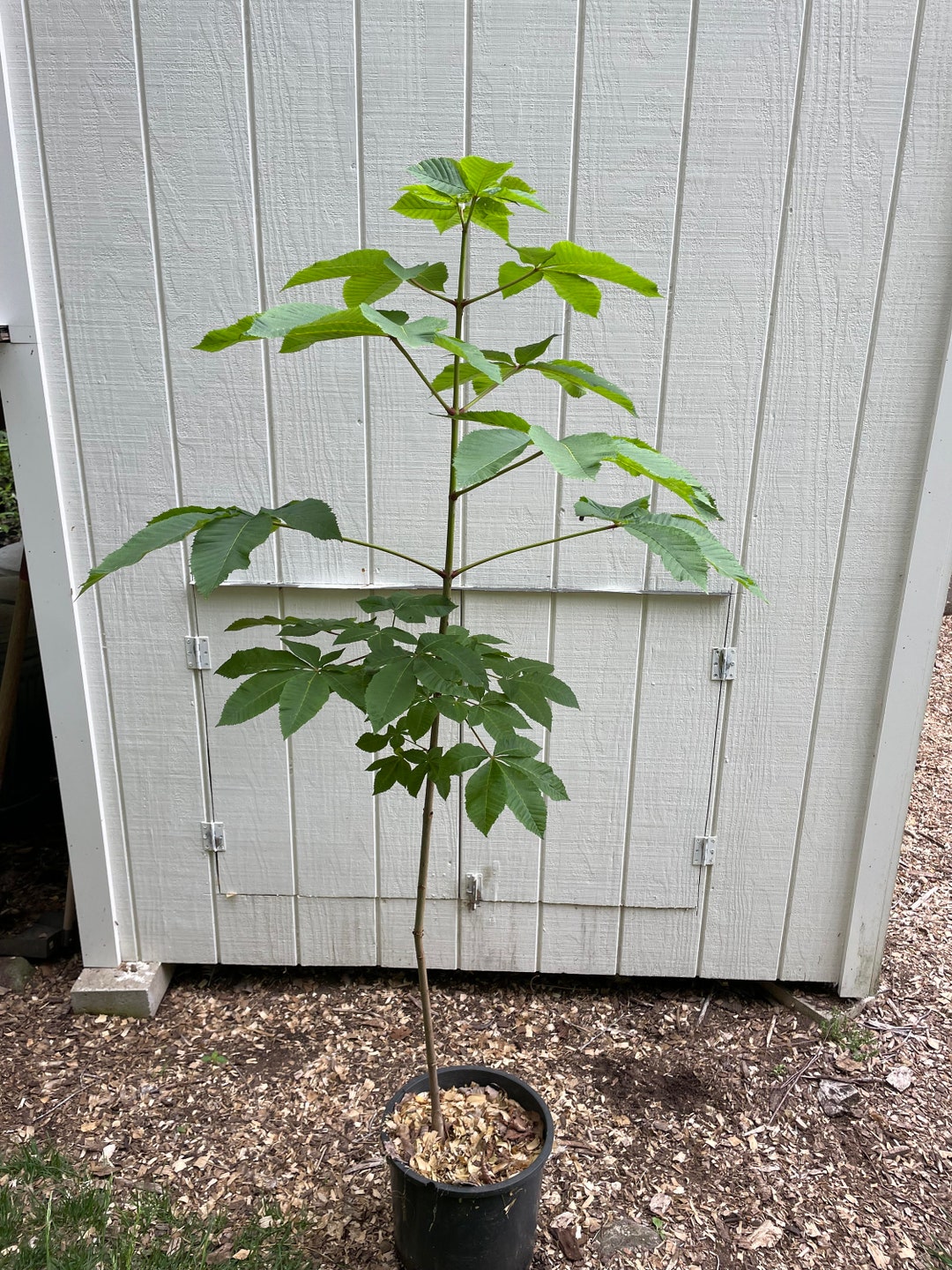 Aesculus × Carnea 'briotii' Red Horse Chestnut Tree - Etsy