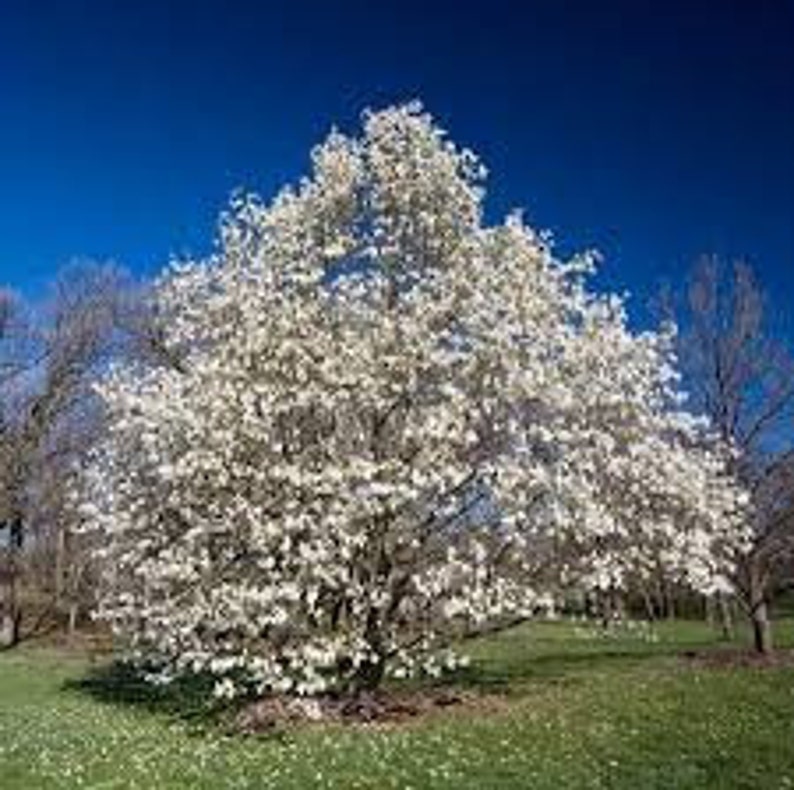Sweetbay Magnolia Magnolia Virginiana Etsy