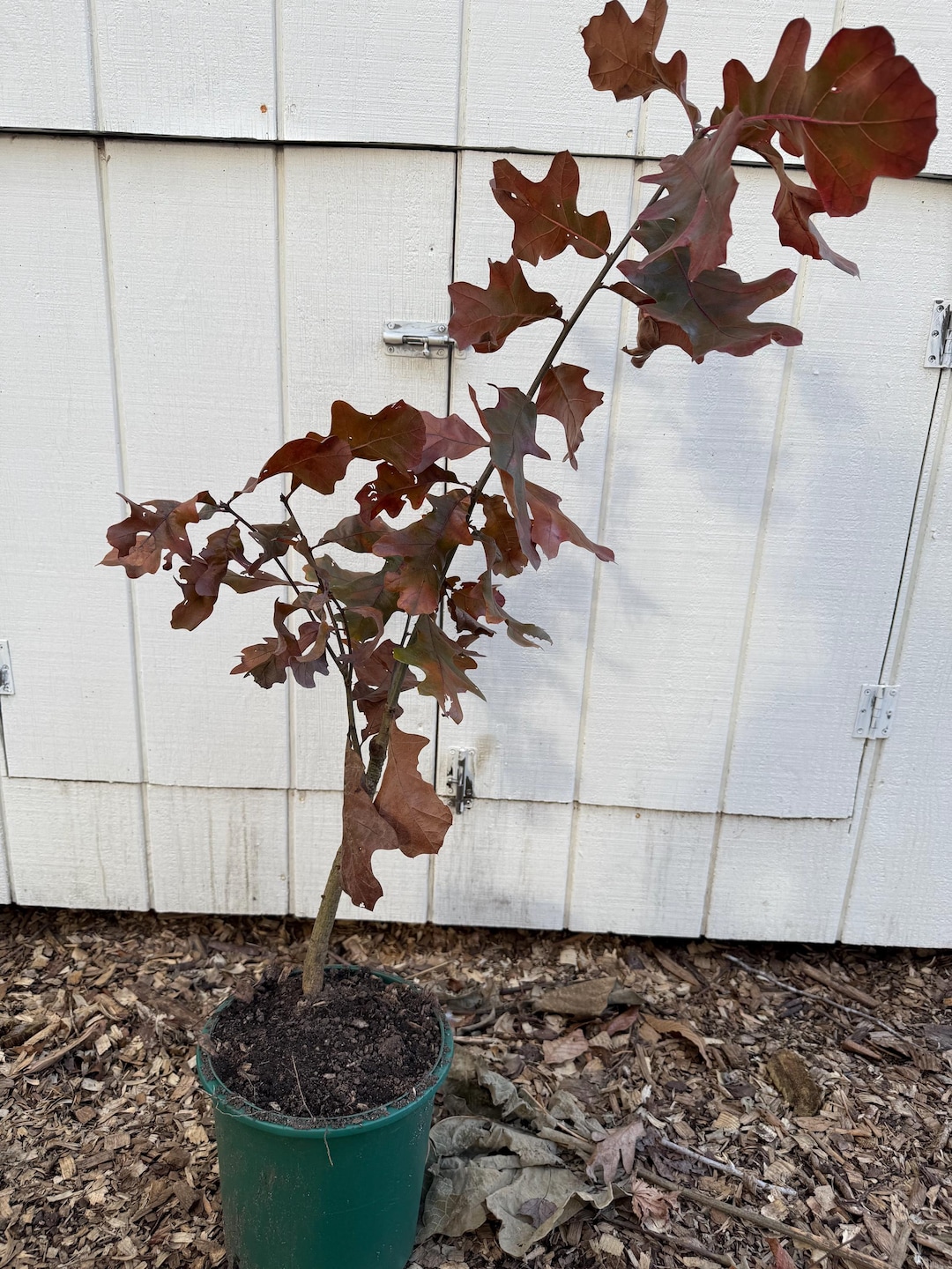 Blackjack Oak Tree ( Quercus Marilandica ) - Etsy