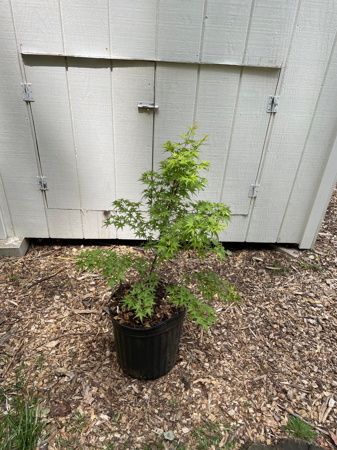 Acer Palmatum Lima Gold Dwarf Japanese Maple Tree - Etsy