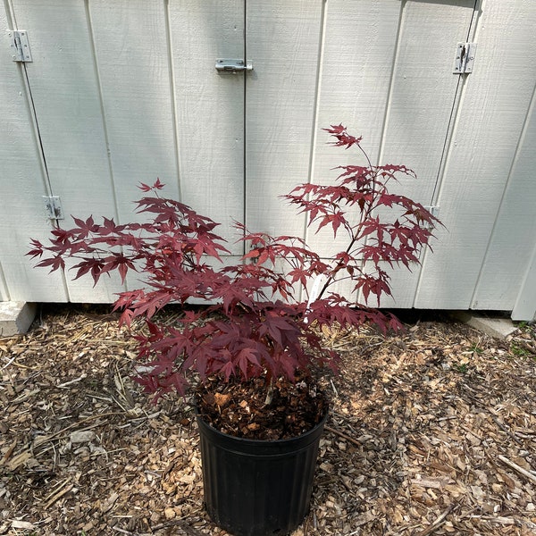Purple Ghost Japanese Maple - Etsy