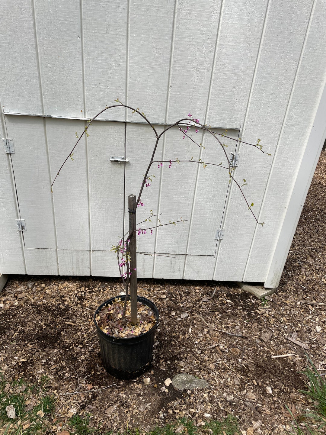 Weeping Redbud ' Lavender Twist ' Cercis Canadensis Grafted - Etsy
