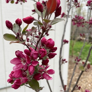 Radiant Crabapple Tree ( Malus ' Radiant ' ) - Etsy