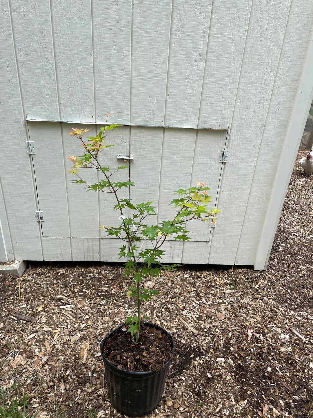 Japanese Maple ' Radiant ' Grafted - Etsy