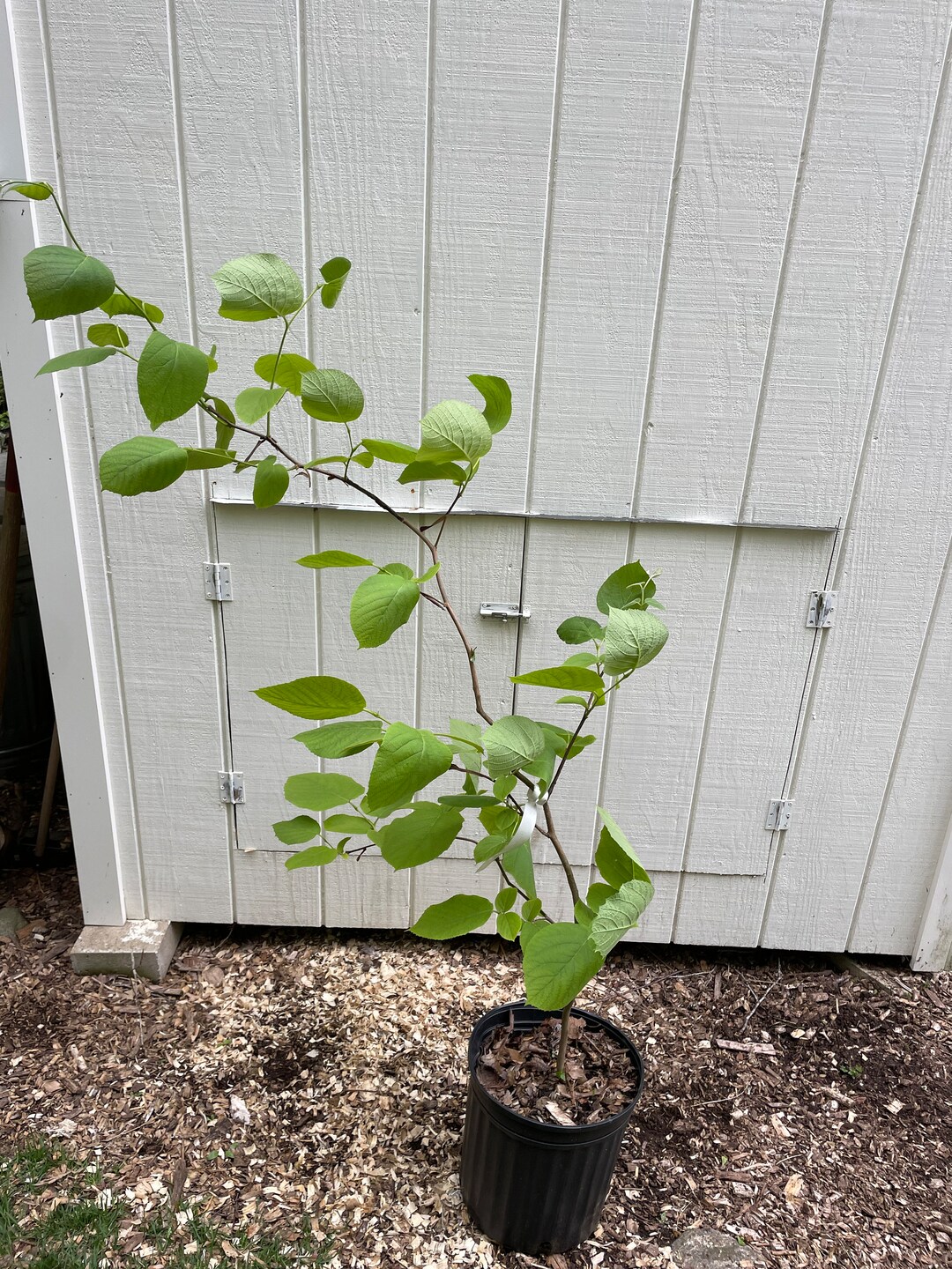 Fragrant Snowbell Tree Styrax Obassia - Etsy