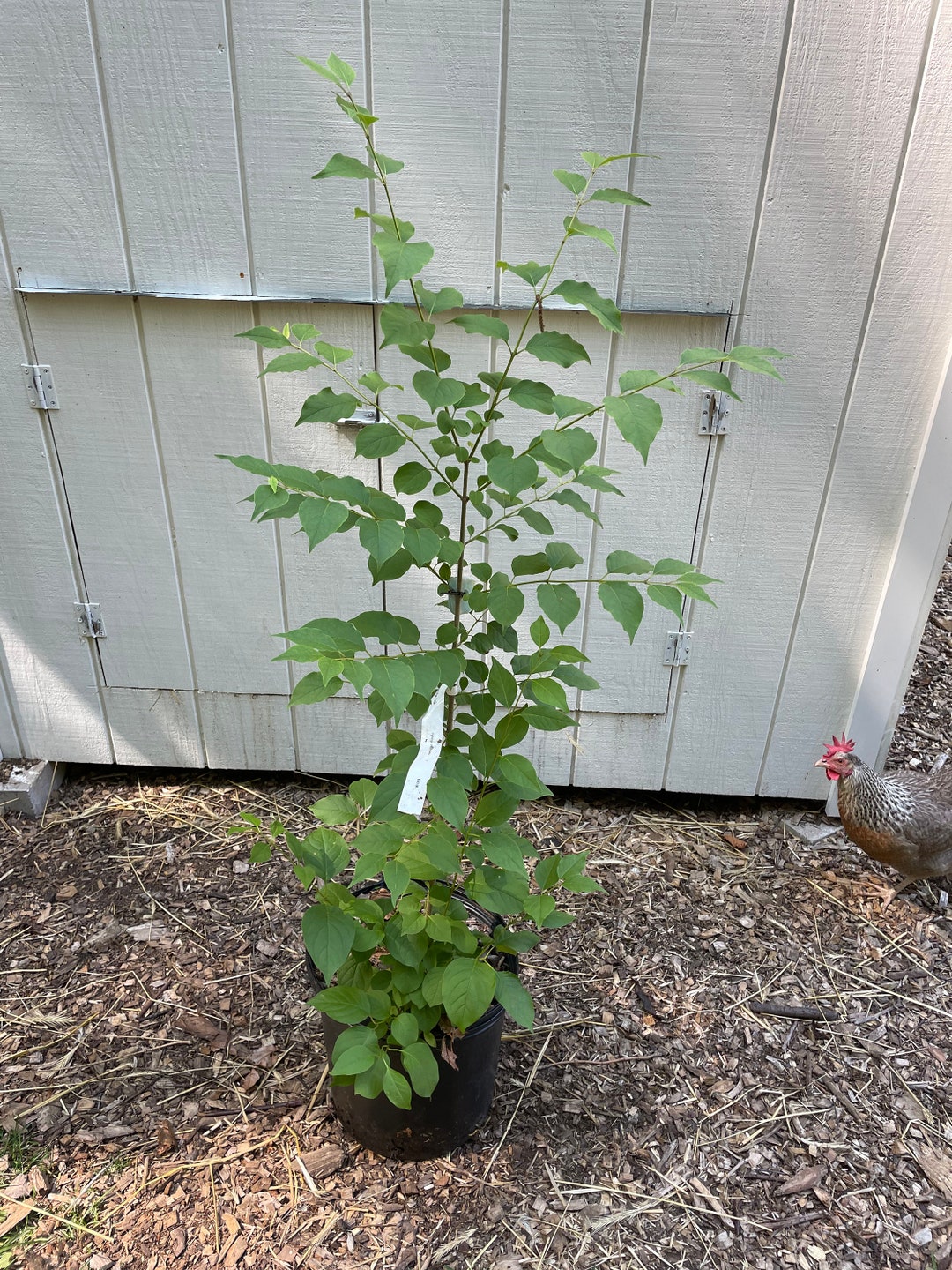 Japanese Lilac Tree Syringa Reticulata Etsy