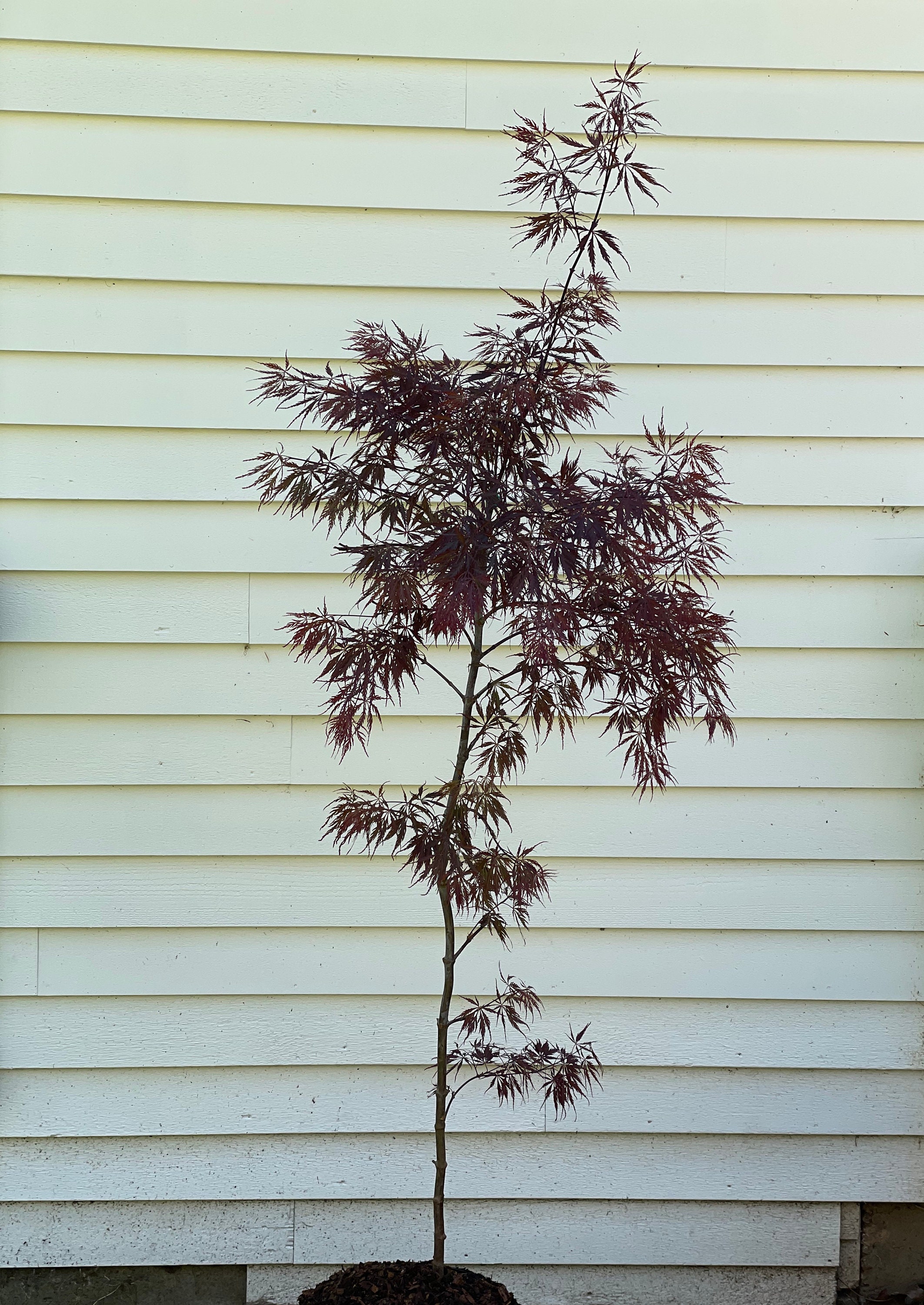 Japanese Maple ' Tamukeyama ' Grafted - Etsy