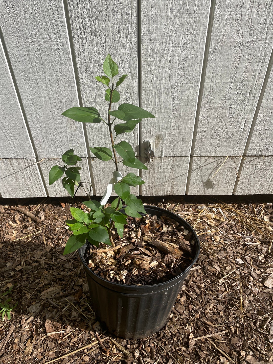 Tiny Dancer™ Lilac Syringa Vulgaris 'elsdancer' - Etsy