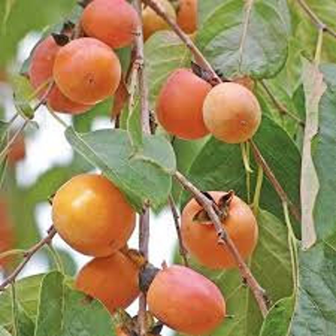 Common Persimmon ( Diospyros Virginiana ) - Etsy