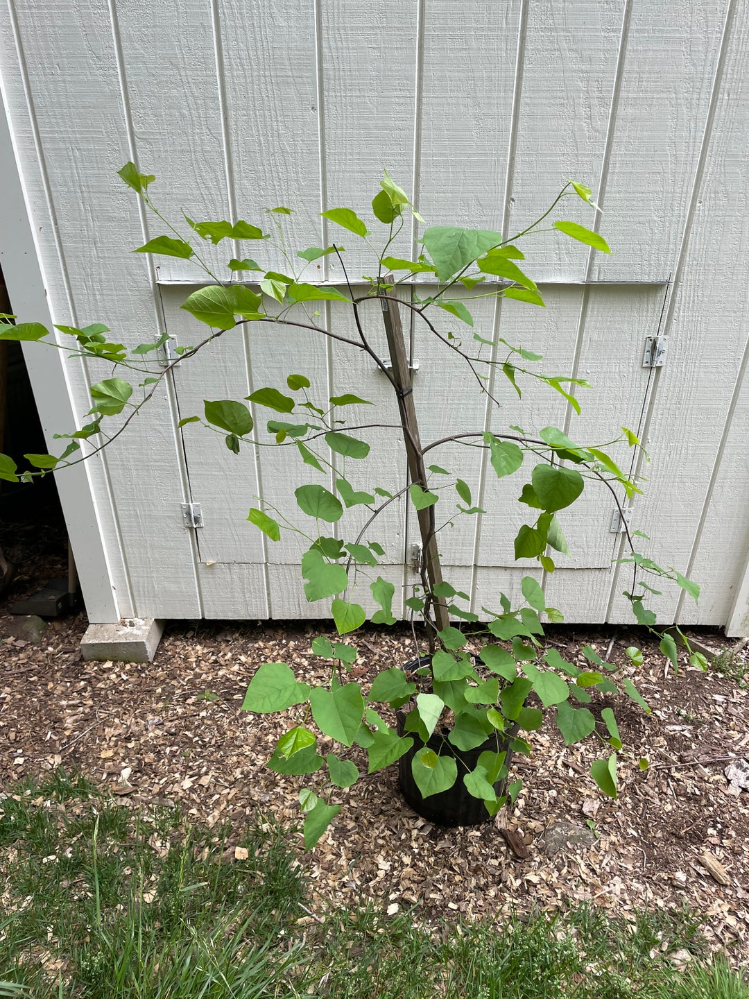 Weeping Redbud ' Lavender Twist ' Cercis Canadensis Grafted - Etsy
