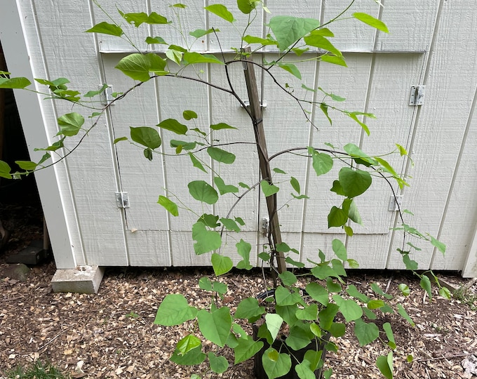 Eastern Redbud Tree - Etsy