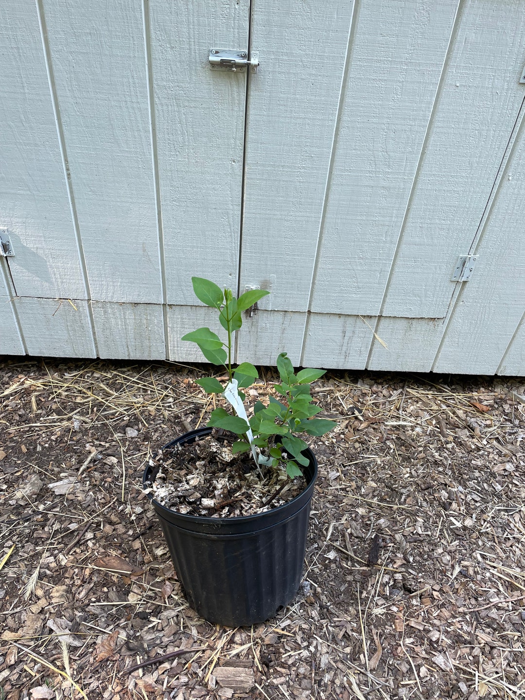Tiny Dancer™ Lilac Syringa Vulgaris 'elsdancer' - Etsy