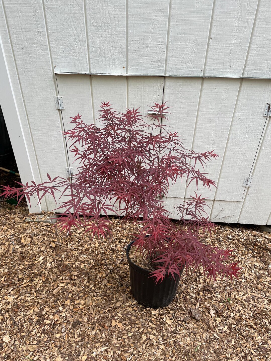 Acer Palmatum Beni Otake Tree - Etsy