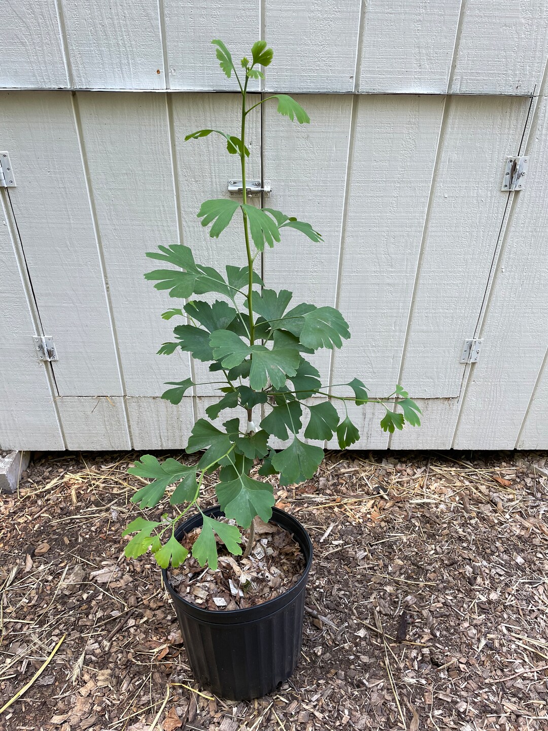 Gingko Biloba Tree - Etsy