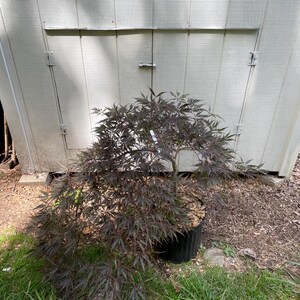 Japanese Maple ' Tamukeyama ' Grafted - Etsy
