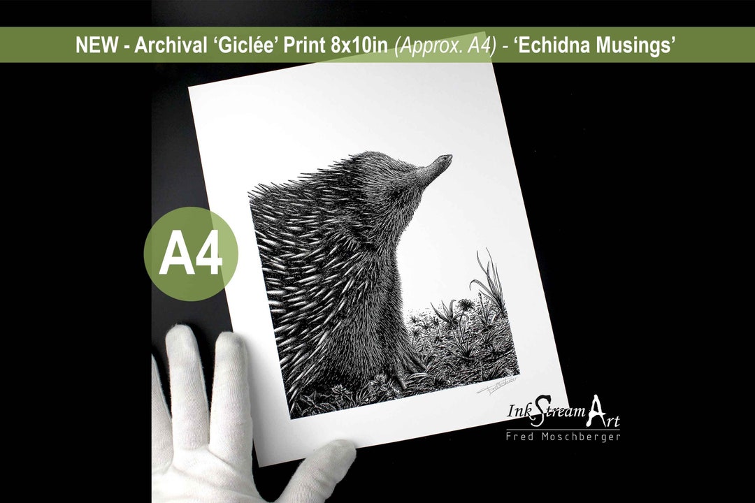 A4 Size Art Print Echidna Musings Echidna Etsy Australia