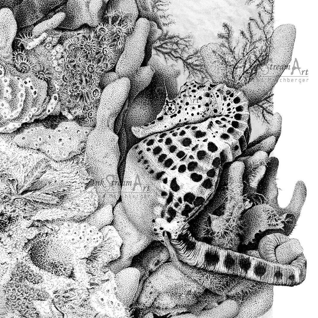 Art Print, 'the Other Reef', the Great Southern Reef, Underwater Diving ...