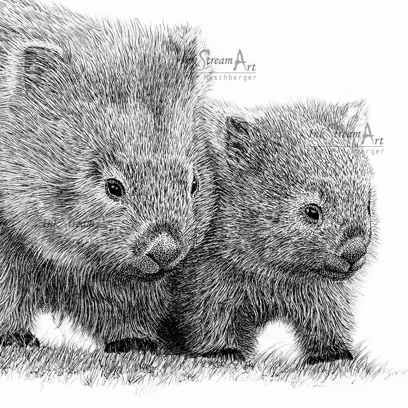 Art Print, 'wombat Wamble', Wombats, Maria Island, Tasmanian Marsupials ...