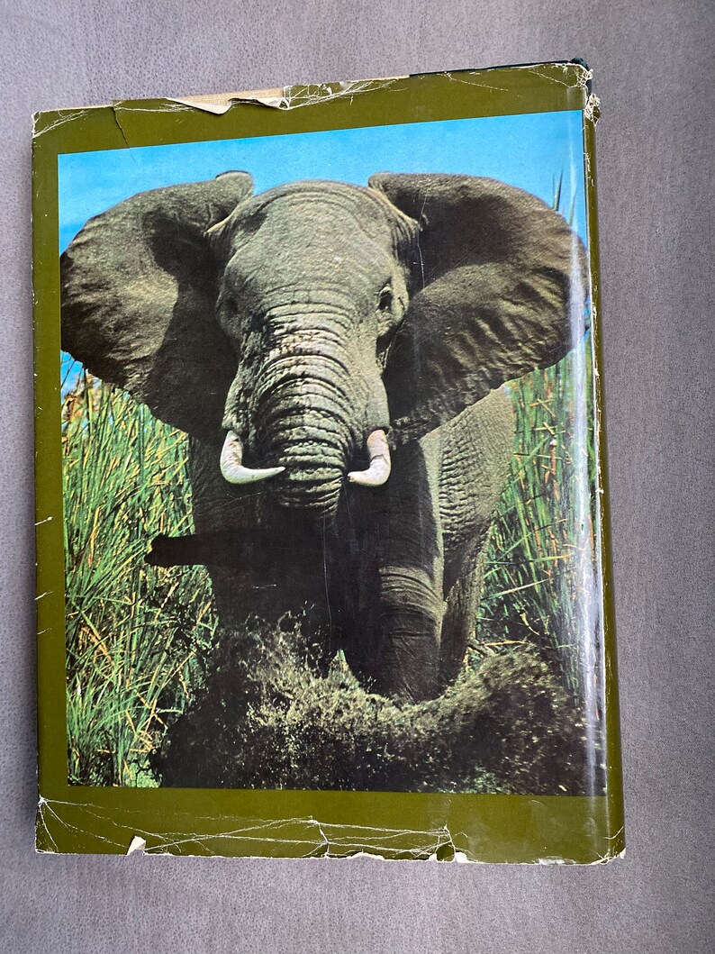 Vintage Book-fascinating World of Animals-reader's - Etsy