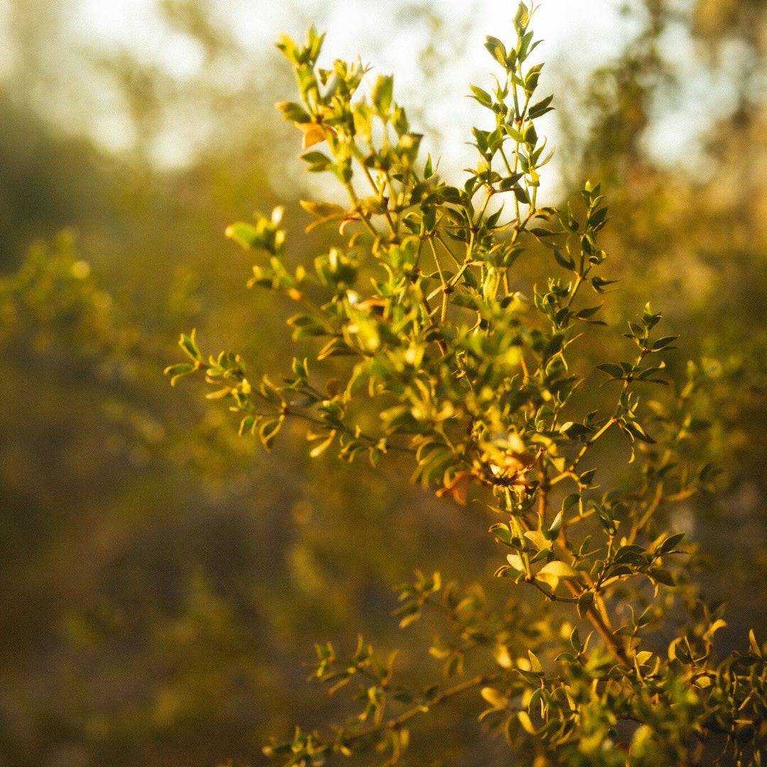 Fresh Creosote chaparral Not Bundled, Wild Harvested Arizona Desert ...