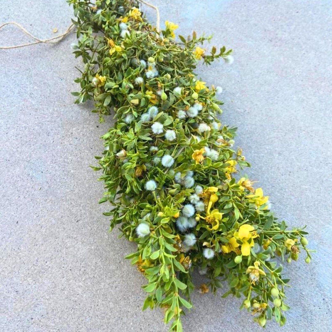 Fresh Creosote Bundle (chaparral) – Handpicked Desert Rain Herb for ...