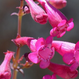 Desert Penstemon 50 Seeds, Penstemon Pseudospectabilis, Deep Pink Rose ...