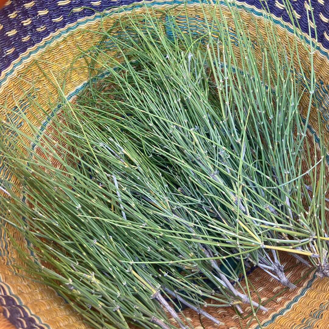1lb of Mormon Tea, Hand Picked, Pesticide Free - Etsy