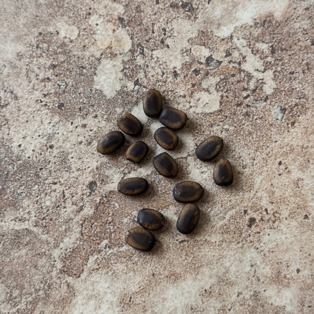 Blue Palo Verde Tree Seeds parkinsonia Florida - Etsy