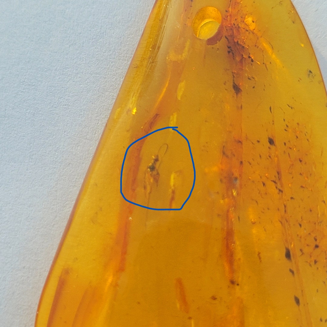 Amber Pendant With Insect Inclusion, Baltic Amber, Gemstone, Small Bug ...