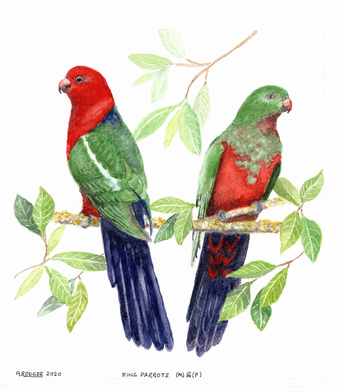 Australian King Parrots Male & Female Print Wall Art Living Room Decor ...