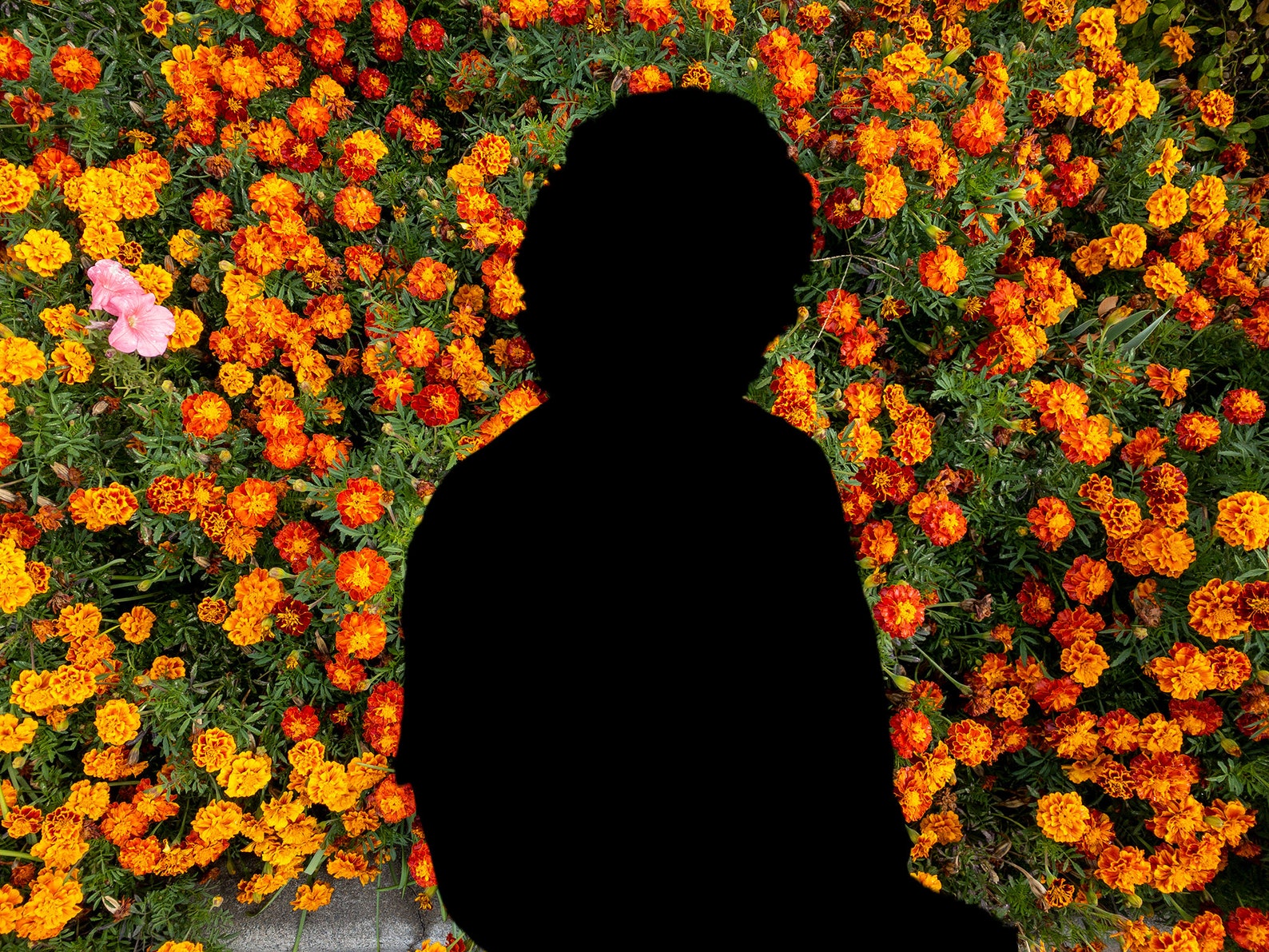 Fantastic Flowers Zoom Backgrounds - Etsy