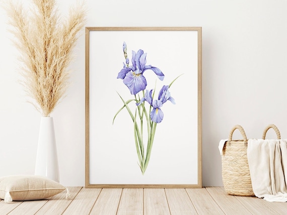 Iris / February Flower / Birth Flower Watercolor / Instant | Etsy