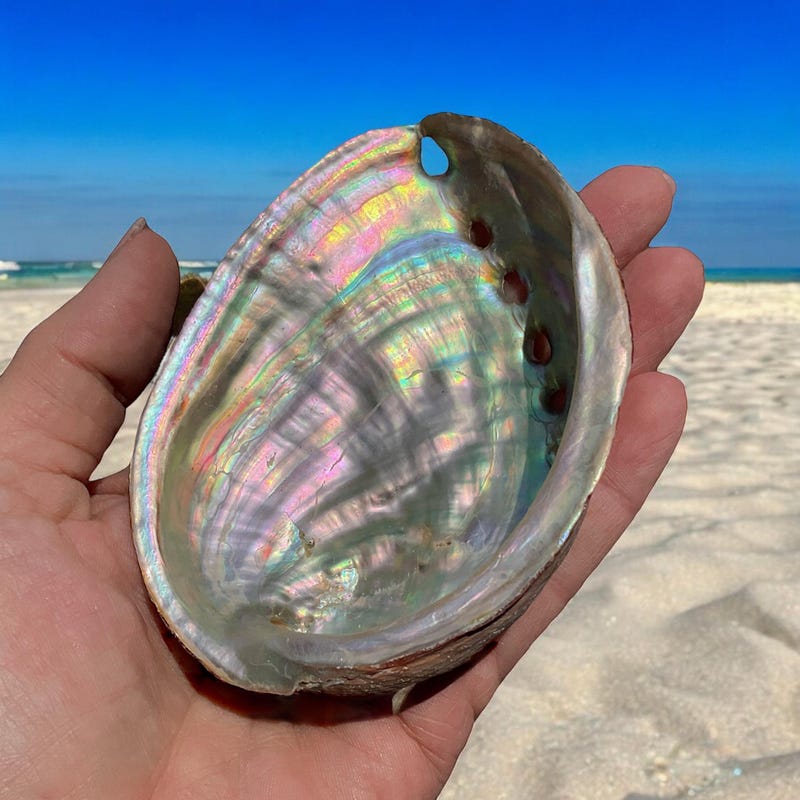Paua muscheln - Etsy.de