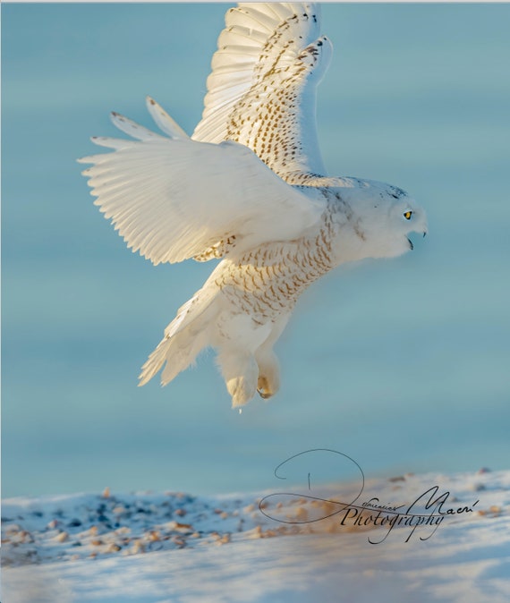 Snowy Owl Taking Off | Etsy