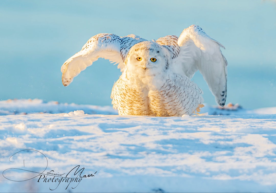 Snowy Owl Puffed up to Protect His Ground - Etsy