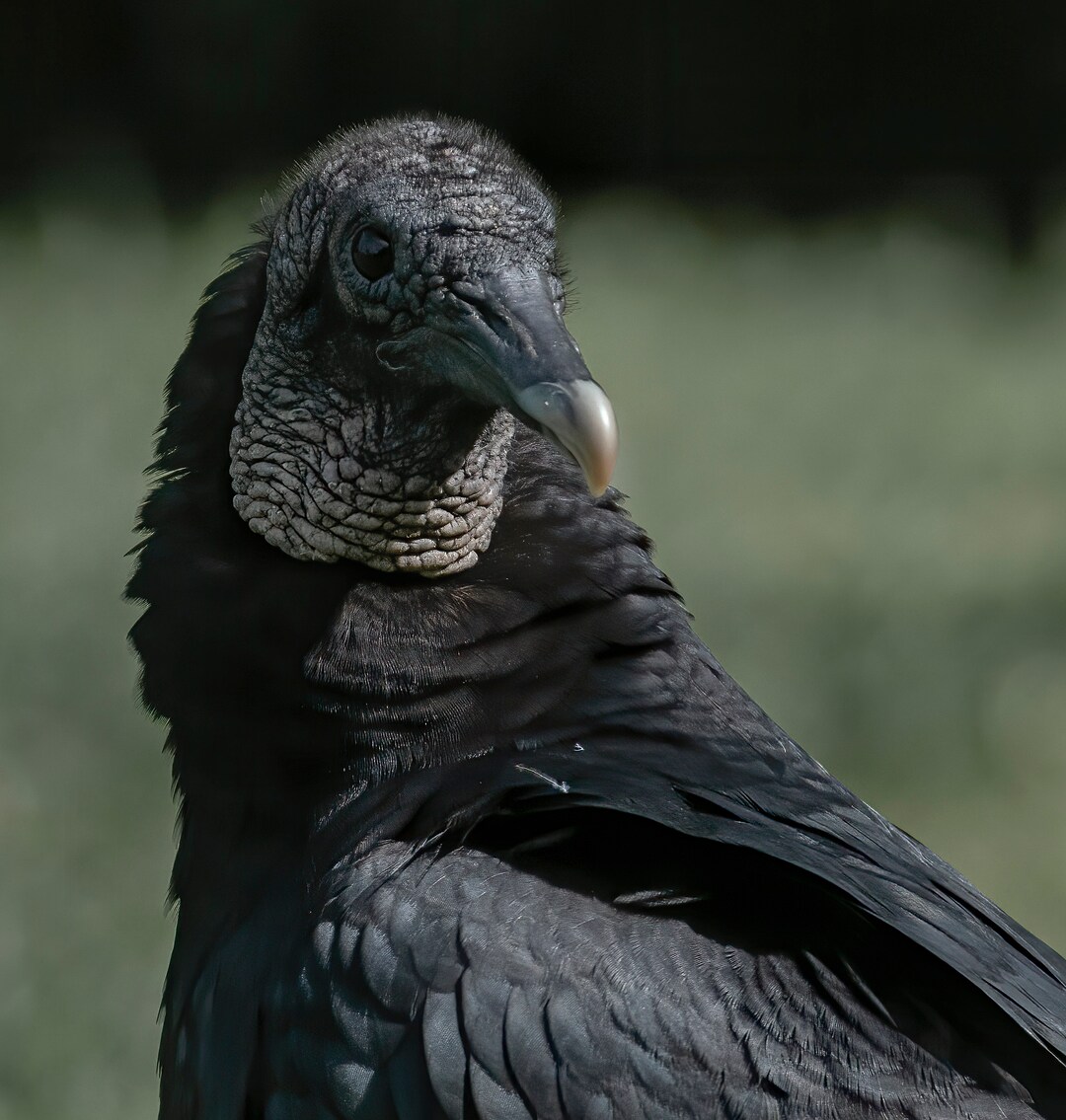 Black Voulture - Etsy