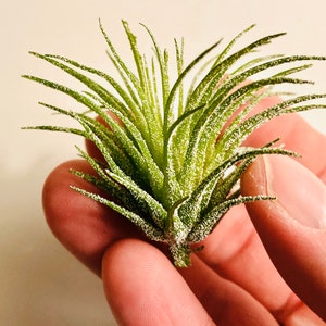 Grumpy Alien Air Plant Holder / Airplant Pot. Unique Gift. Beautiful ...