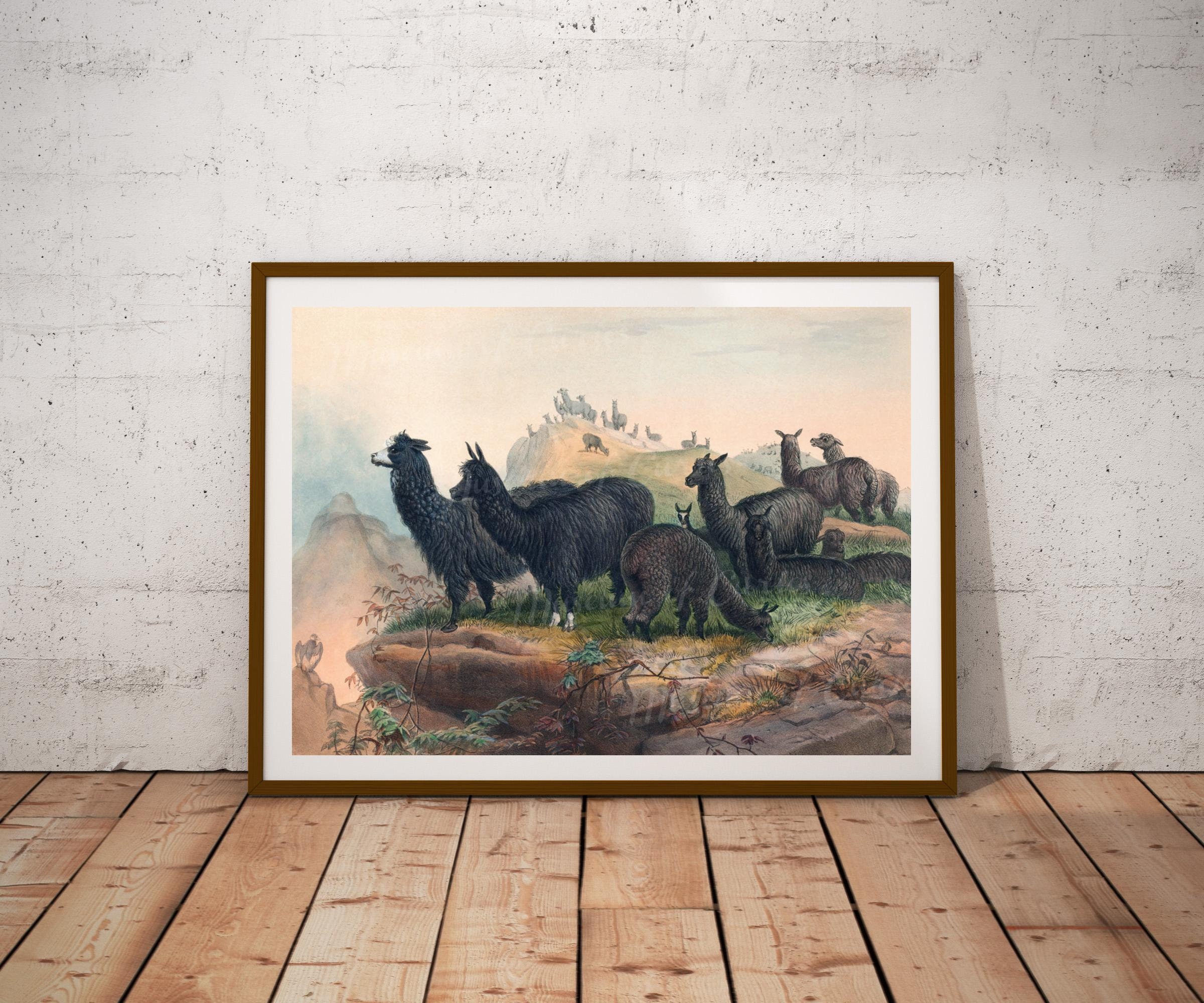 Digital 1861-1867 The Alpaca Joseph Wolf German Wildlife | Etsy